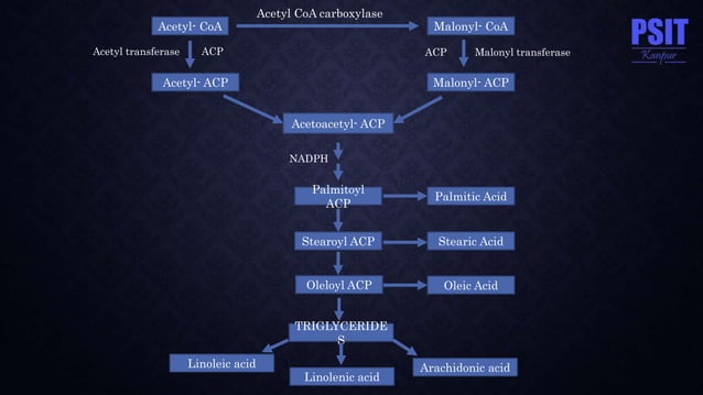 Acetate Melonate pathway | PPTX