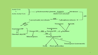 Acetate mevalonate pathway (mevalonic acid pathway).pdf