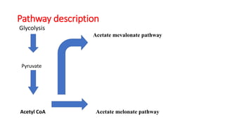 Acetate pathway | PPTX