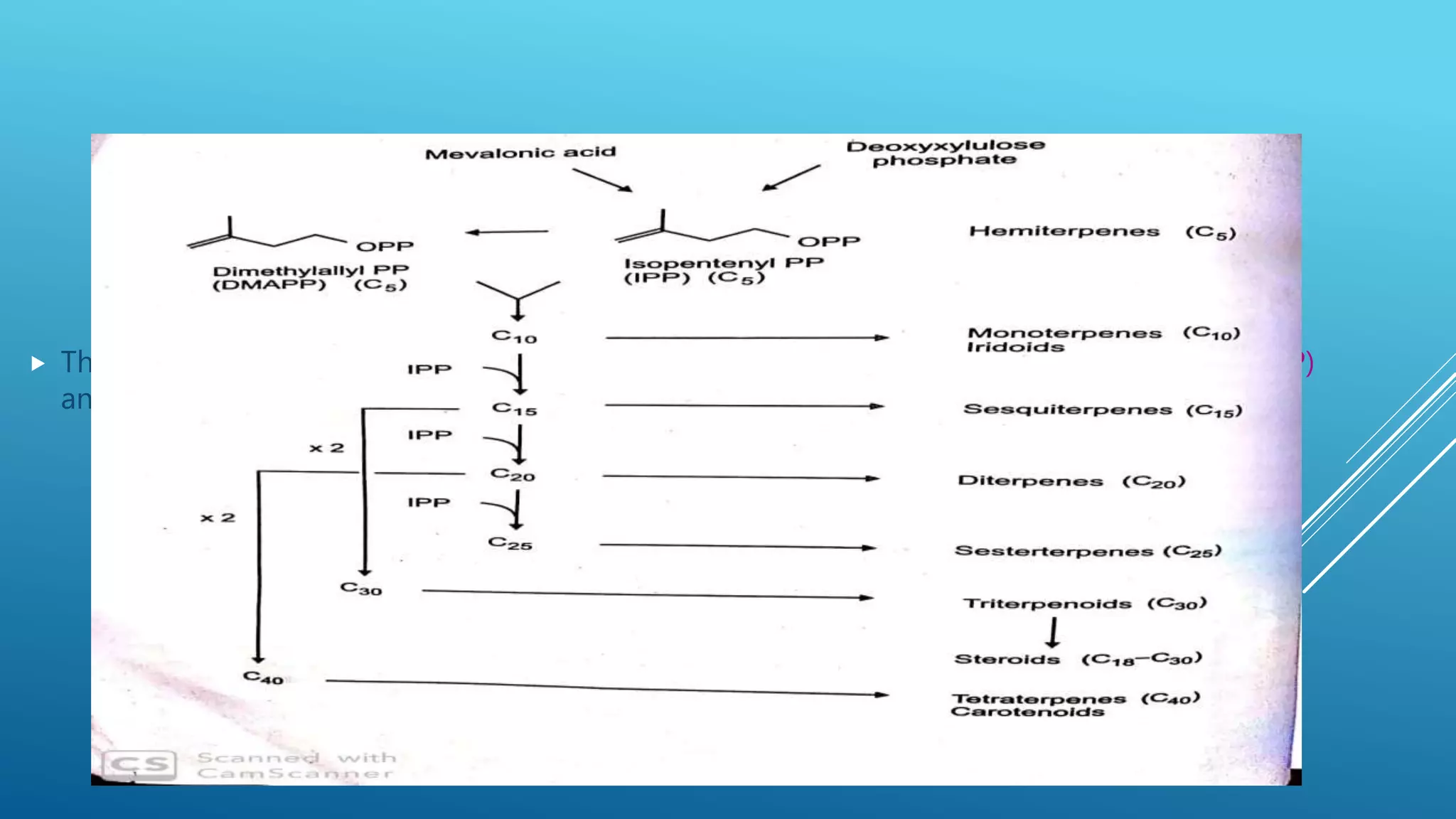Acetate pathway, acetate Mevalonate pathway/ Isoprenoid pathway ...