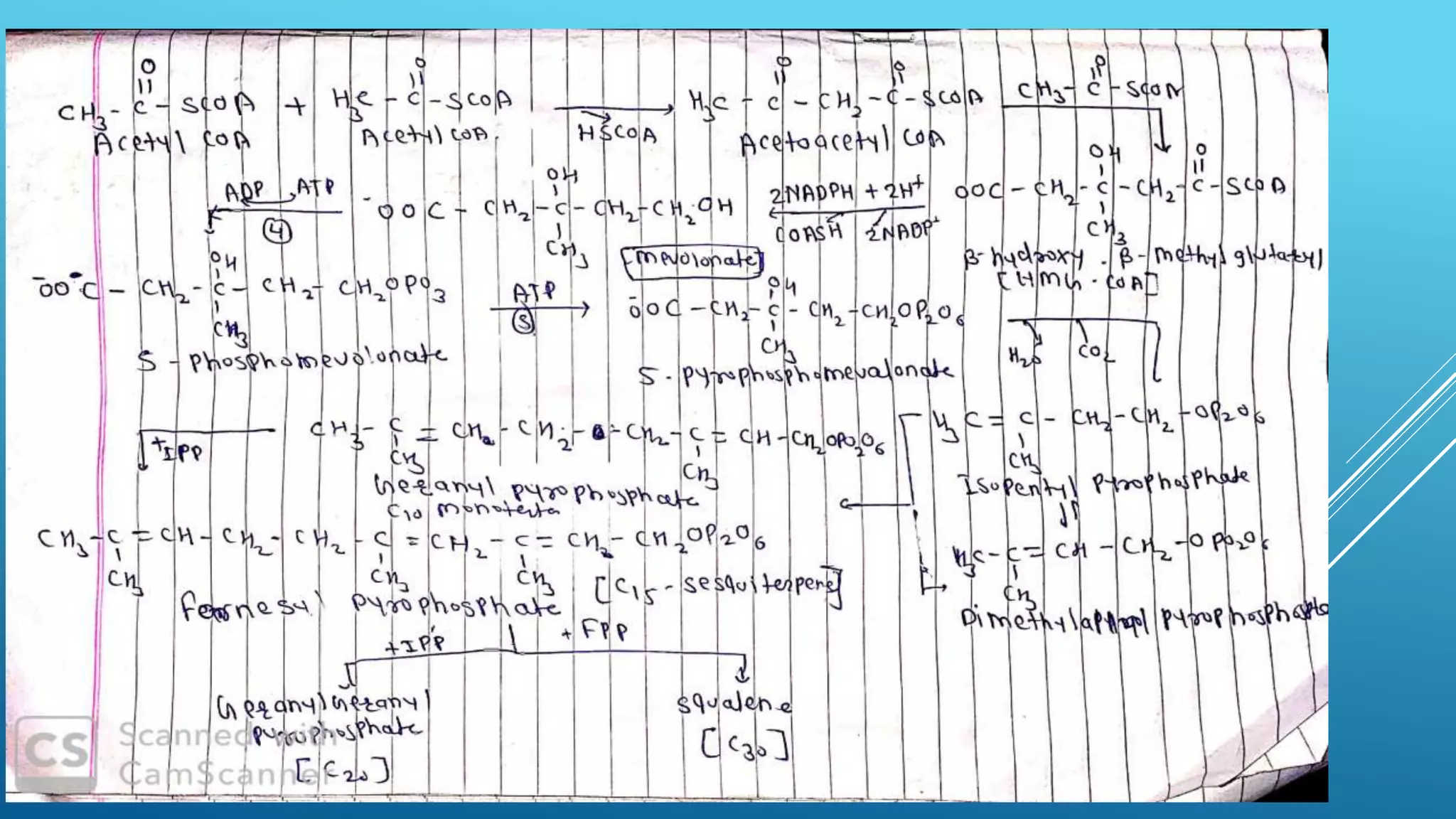 Acetate pathway, acetate Mevalonate pathway/ Isoprenoid pathway ...