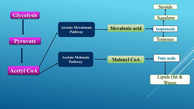 Acetate pathway, acetate Mevalonate pathway/ Isoprenoid pathway ...