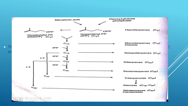 Acetate pathway, acetate Mevalonate pathway/ Isoprenoid pathway ...