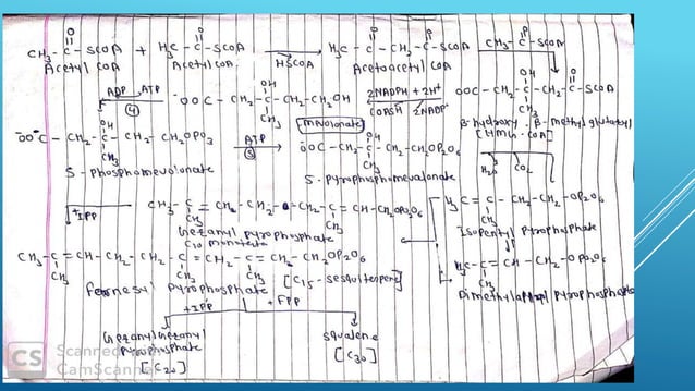 Acetate pathway, acetate Mevalonate pathway/ Isoprenoid pathway ...