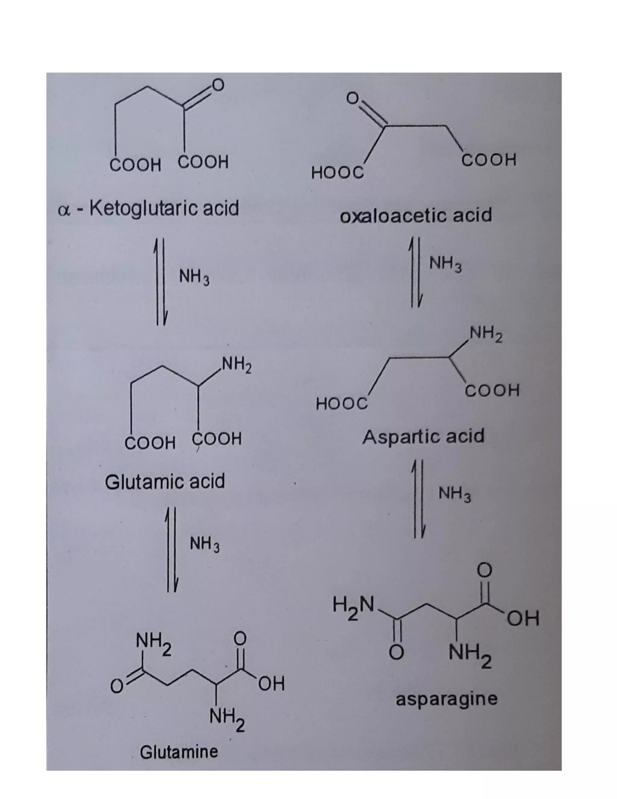 Acetate pathway, shikimic acid pathway, amino acids pathway converted ...