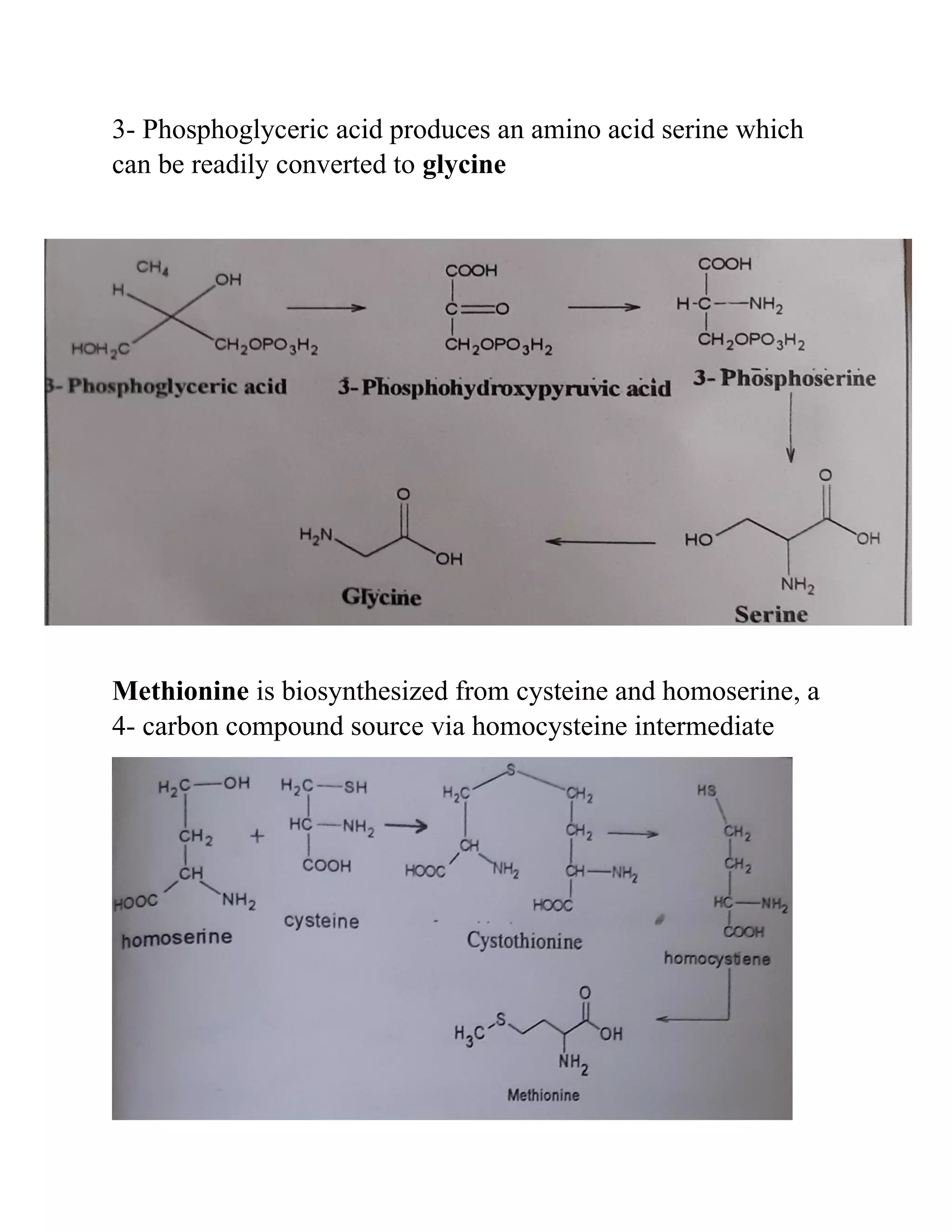 Acetate pathway, shikimic acid pathway, amino acids pathway converted ...