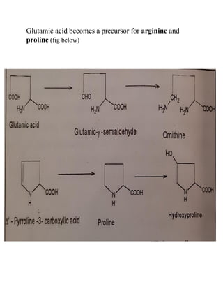 Acetate pathway, shikimic acid pathway, amino acids pathway converted ...