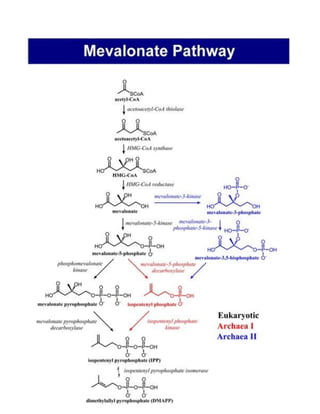 Acetate pathway, shikimic acid pathway, amino acids pathway converted ...