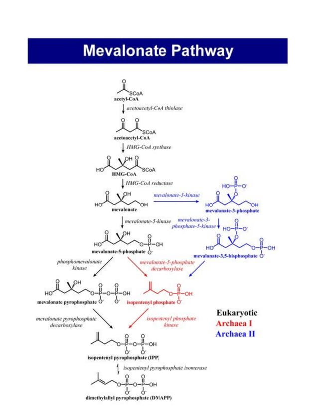 Acetate pathway, shikimic acid pathway, amino acids pathway converted (1) | PDF | Chemistry ...