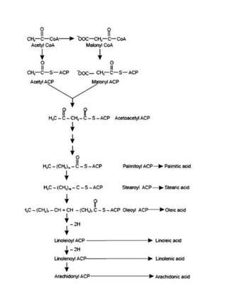Acetate pathway, shikimic acid pathway, amino acids pathway converted ...