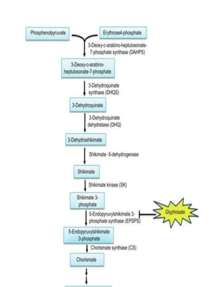 Acetate pathway, shikimic acid pathway, amino acids pathway converted ...