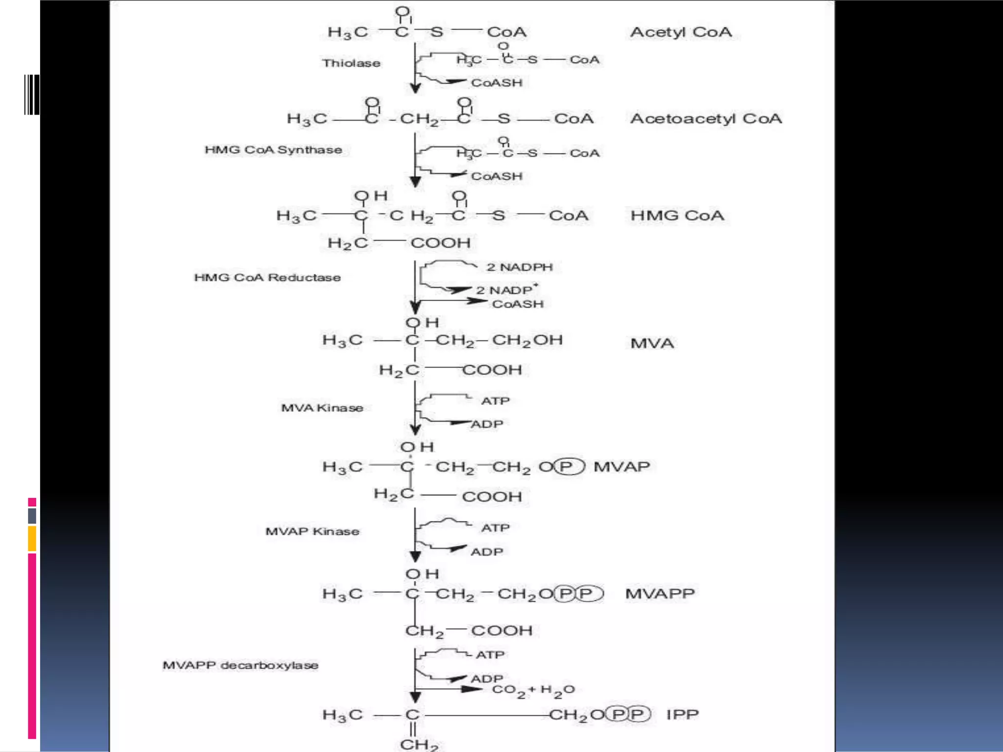 Metabolic pathways: Acetate pathway -Mevalonate and melonate | PDF