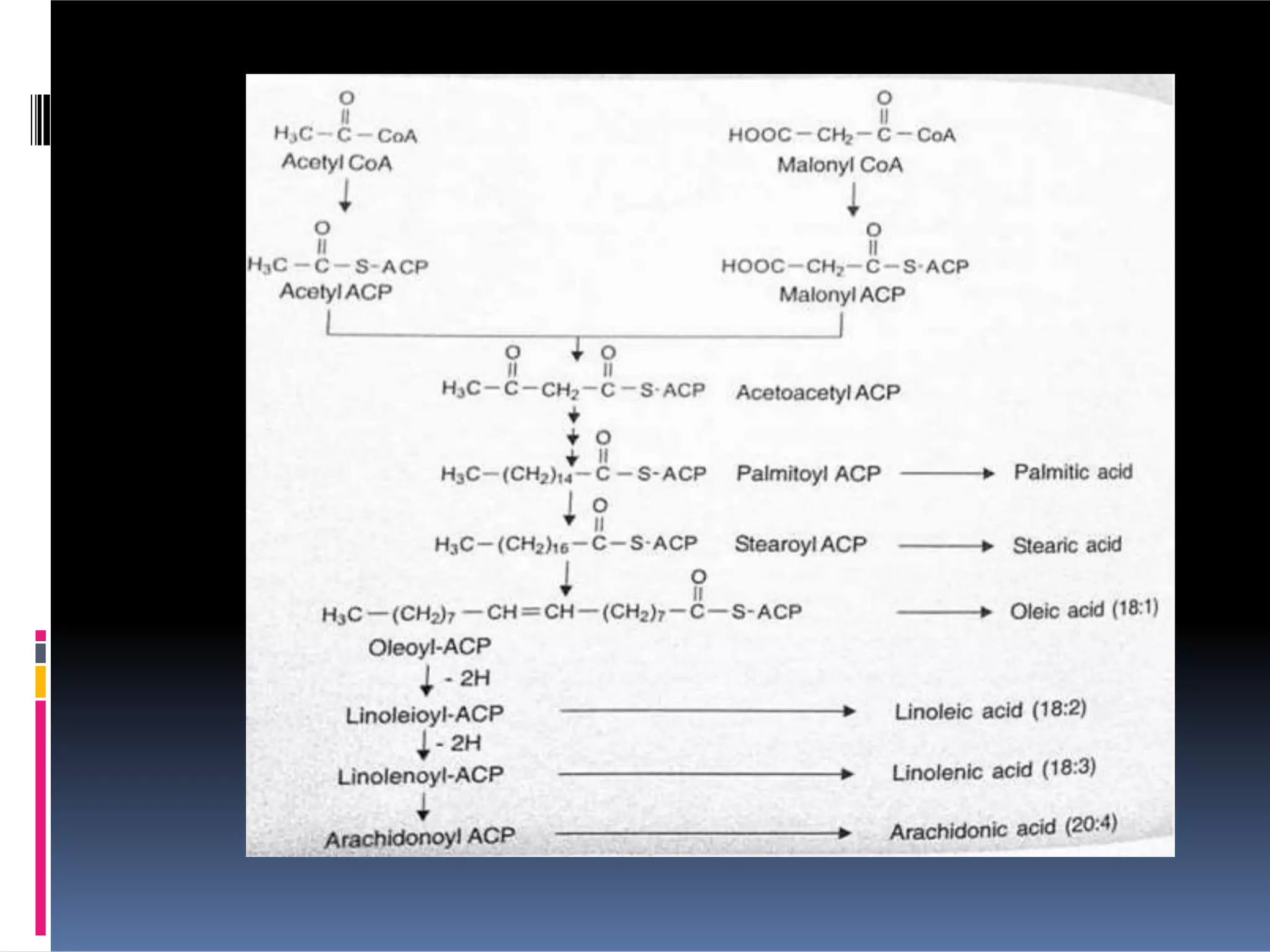 Metabolic pathways: Acetate pathway -Mevalonate and melonate | PDF