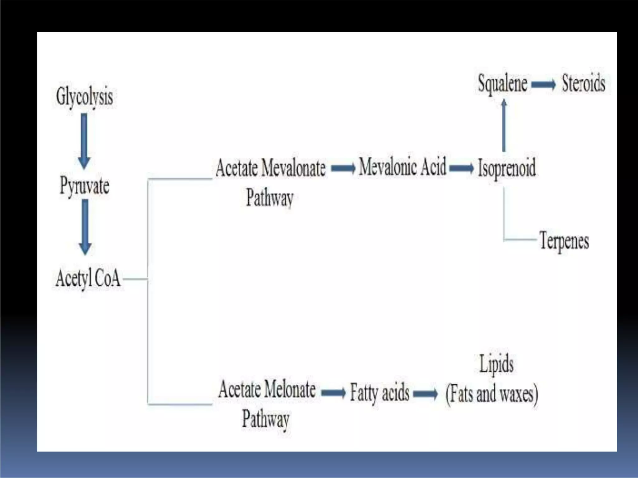Metabolic pathways: Acetate pathway -Mevalonate and melonate | PDF