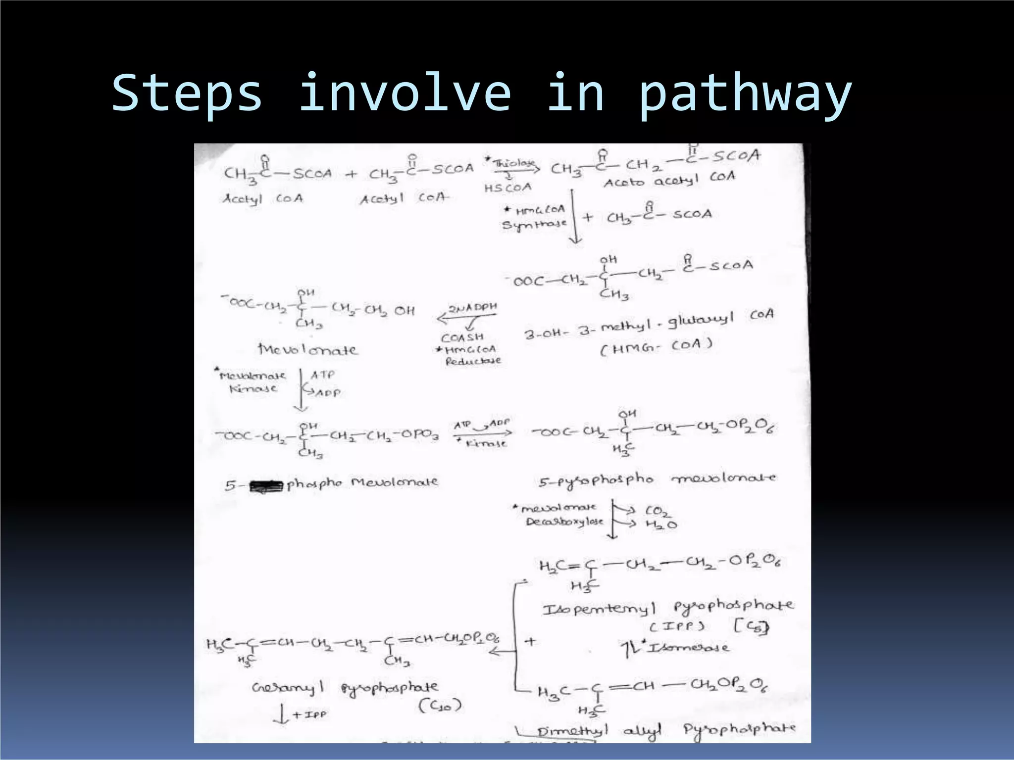 Metabolic pathways: Acetate pathway -Mevalonate and melonate | PDF ...