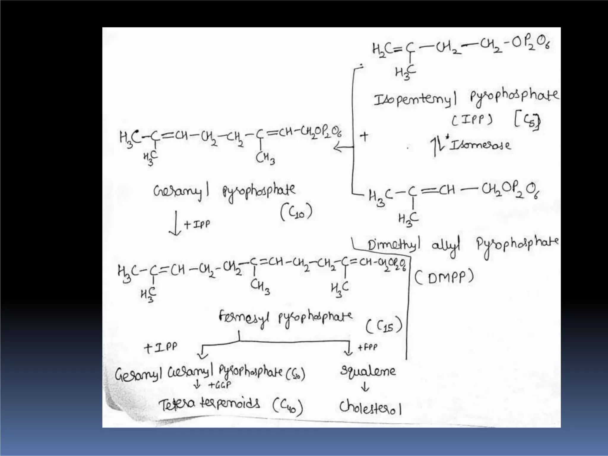 Metabolic pathways: Acetate pathway -Mevalonate and melonate | PDF