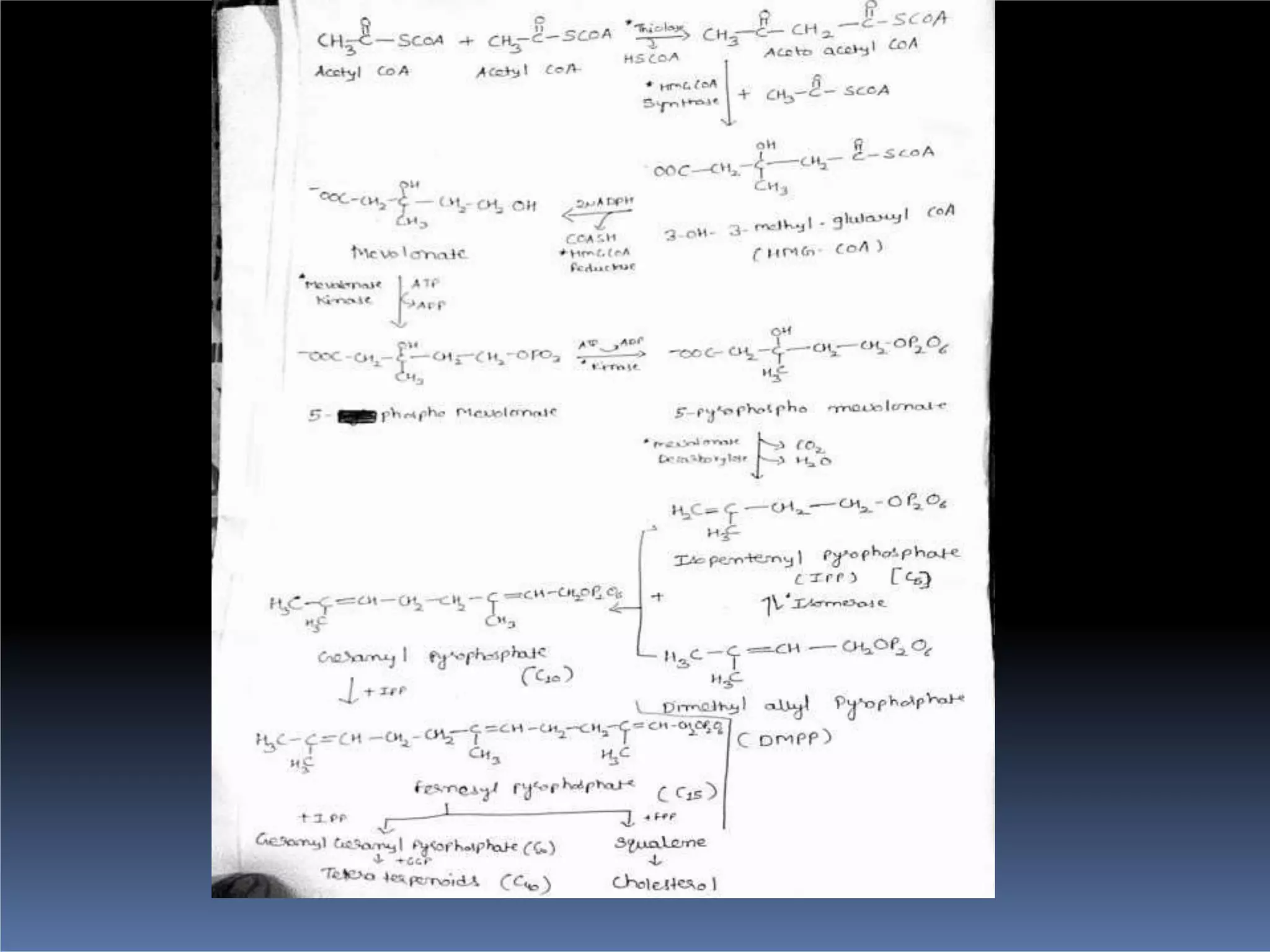 Metabolic pathways: Acetate pathway -Mevalonate and melonate | PDF
