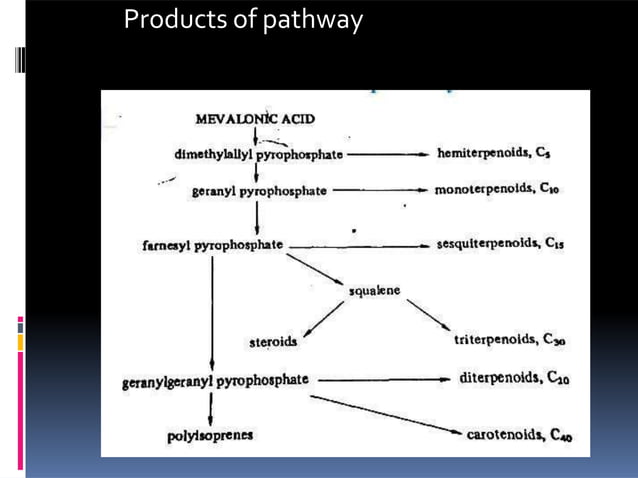 Metabolic pathways: Acetate pathway -Mevalonate and melonate | PDF ...