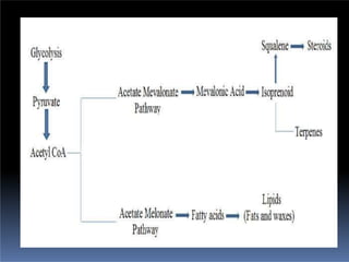 Metabolic pathways: Acetate pathway -Mevalonate and melonate | PDF ...