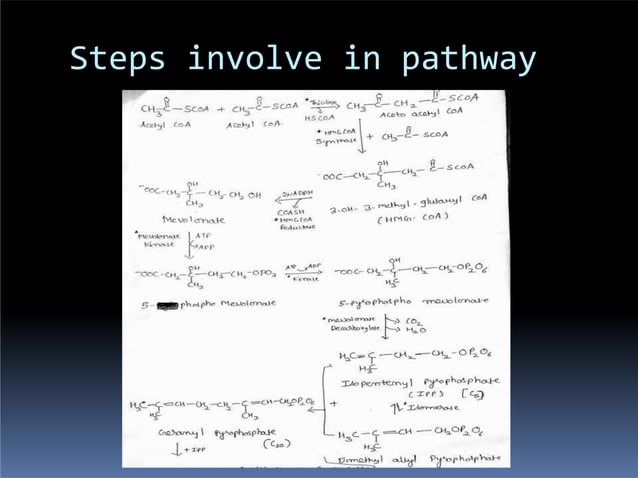 Metabolic pathways: Acetate pathway -Mevalonate and melonate | PDF ...