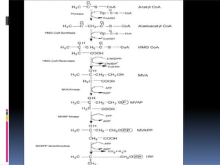 Metabolic pathways: Acetate pathway -Mevalonate and melonate | PPT