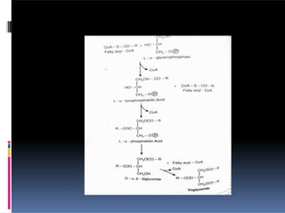 Metabolic pathways: Acetate pathway -Mevalonate and melonate | PPT