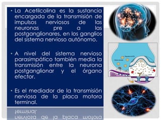 Acetilcolina | PPTX