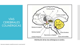 ACETILCOLINA PARA EL ESTUDIO DEL CEREBRO HUMANO Y EL APRENDIZAJE | PPTX