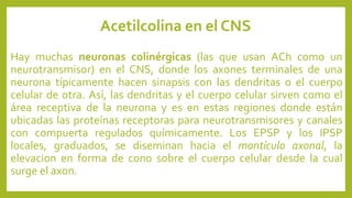 Acetilcolina como un neurotransmisor | PPTX