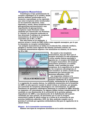 Acetil colina y sus receptores | DOCX