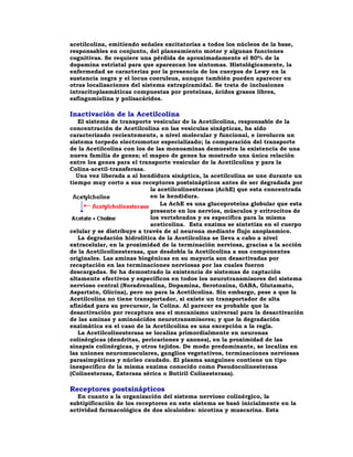 Acetil colina y sus receptores | DOCX
