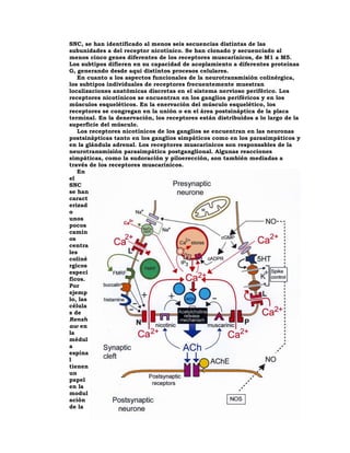 Acetil colina y sus receptores | DOCX