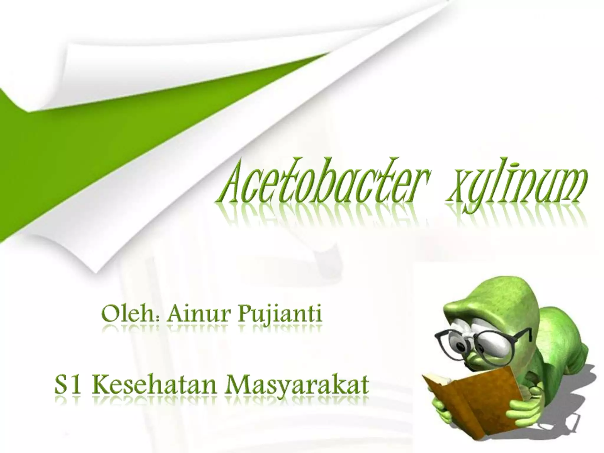 Acetobacter xylinum - Ainur Pujianti | PPTX