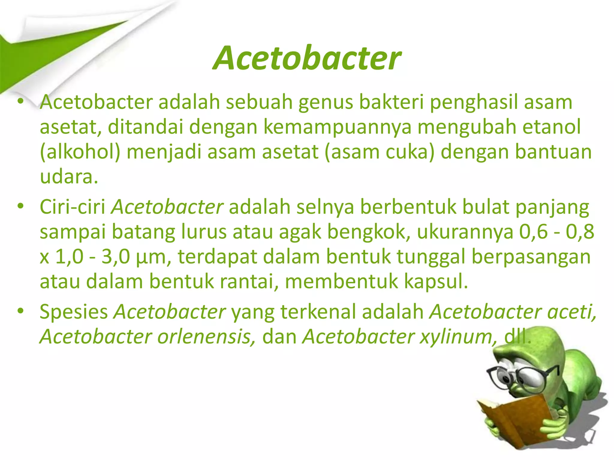 Acetobacter xylinum - Ainur Pujianti | PPTX