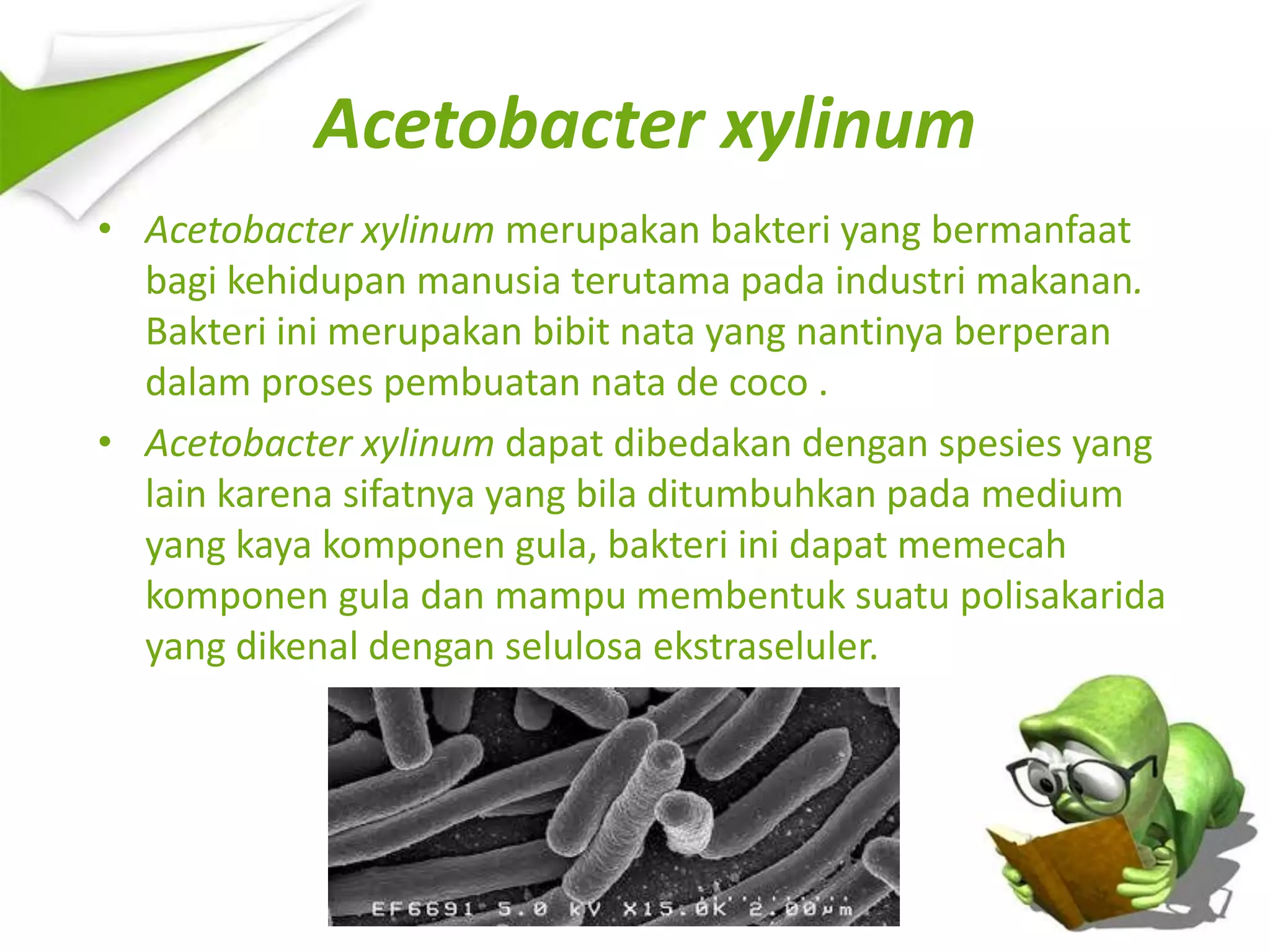 Acetobacter xylinum - Ainur Pujianti | PPTX