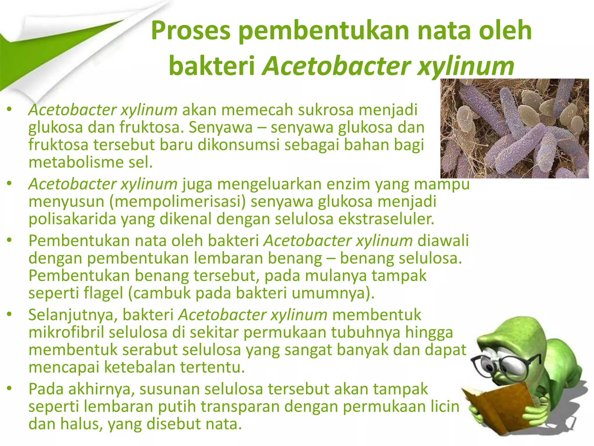 Acetobacter xylinum - Ainur Pujianti | PPTX