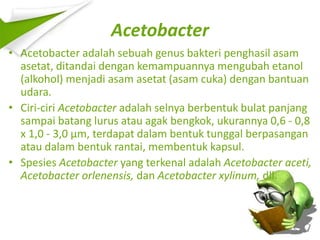 Acetobacter xylinum - Ainur Pujianti | PPTX