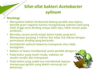 Acetobacter xylinum - Ainur Pujianti | PPTX