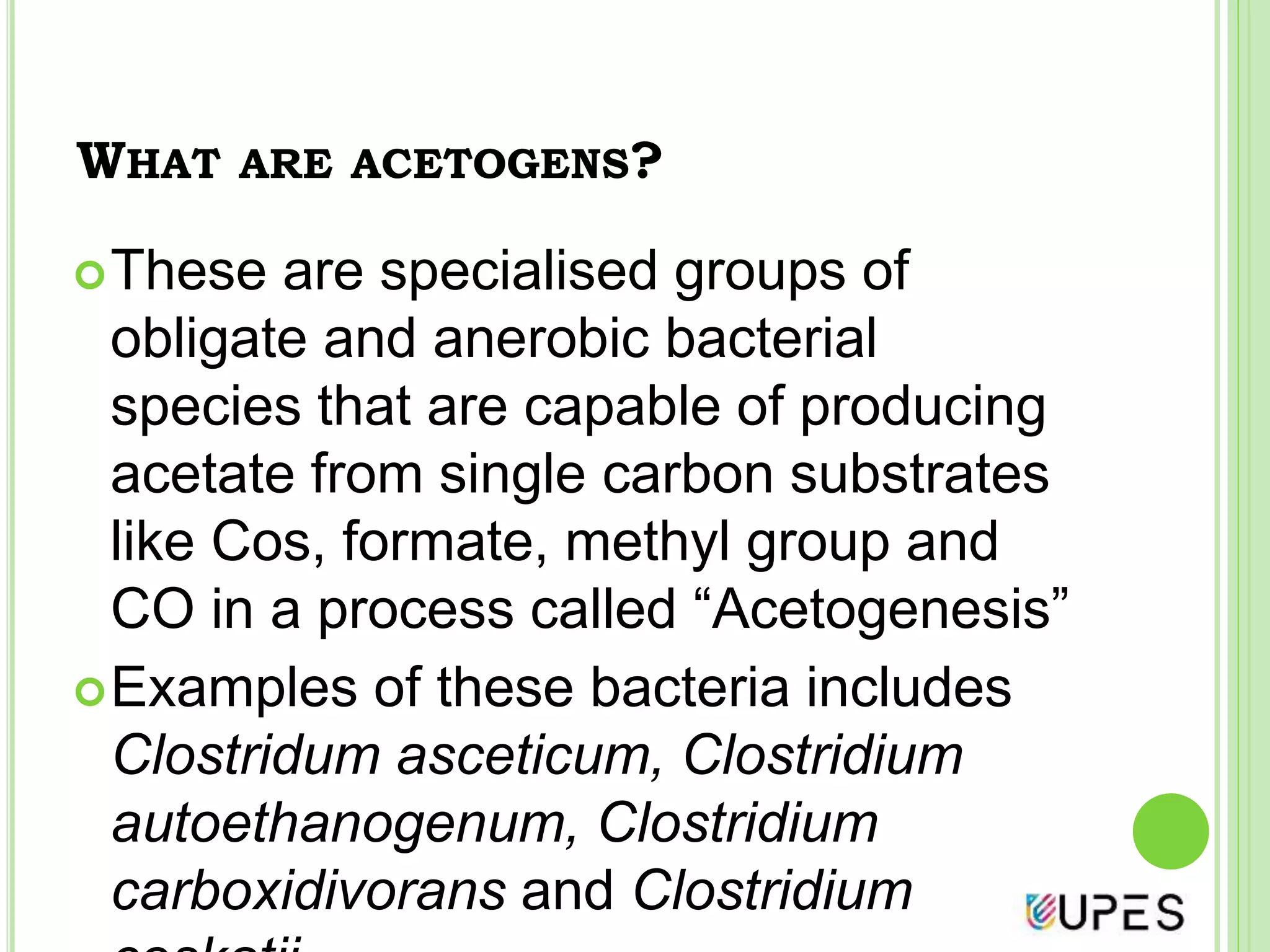 Acetogenic Bacteria.pptx
