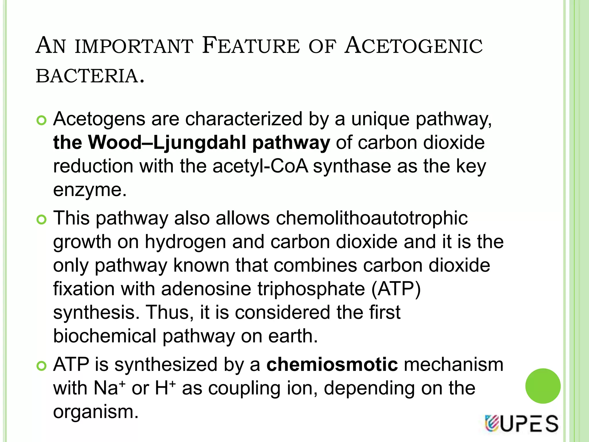 Acetogenic Bacteria.pptx