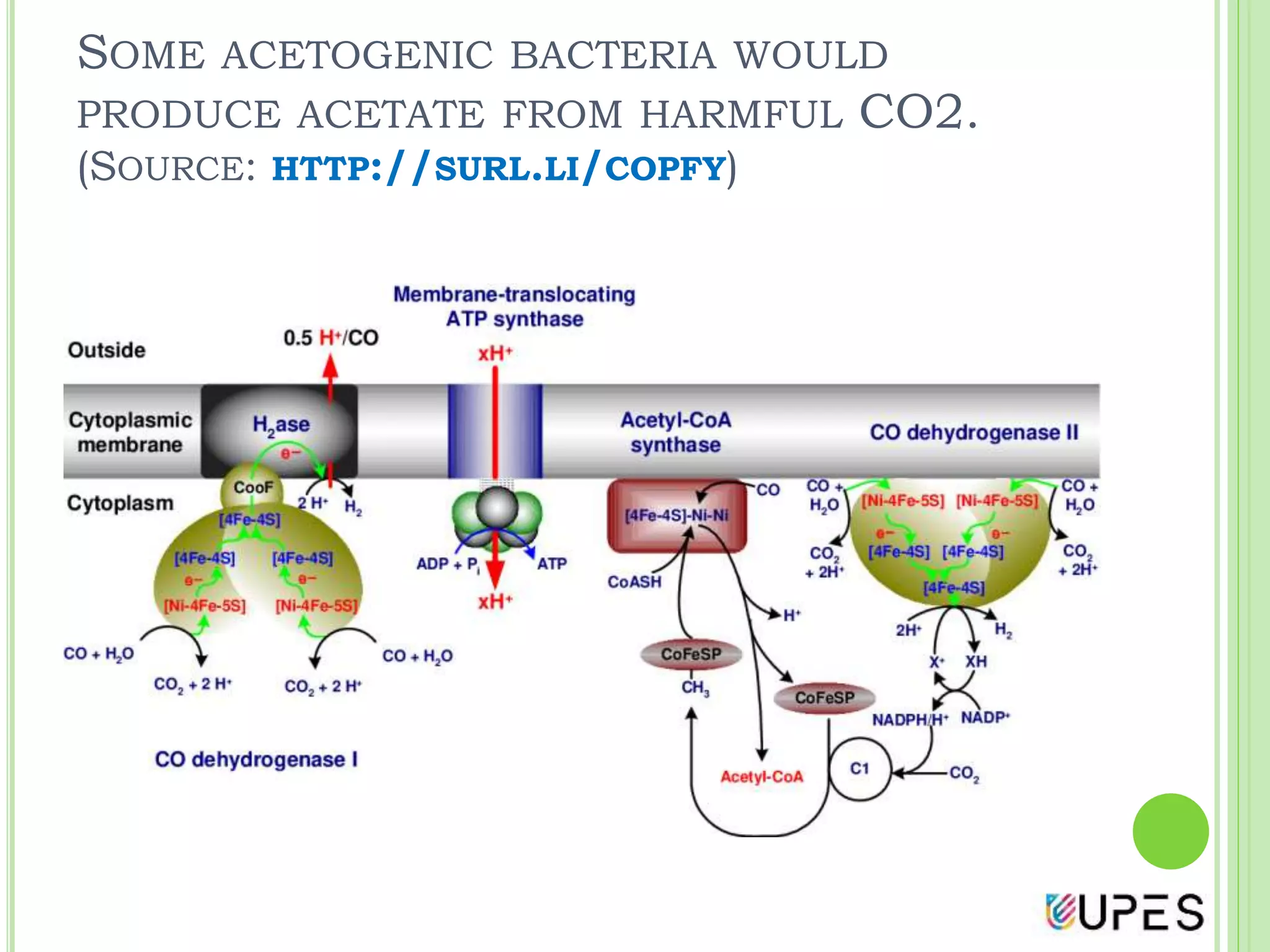 Acetogenic Bacteria.pptx