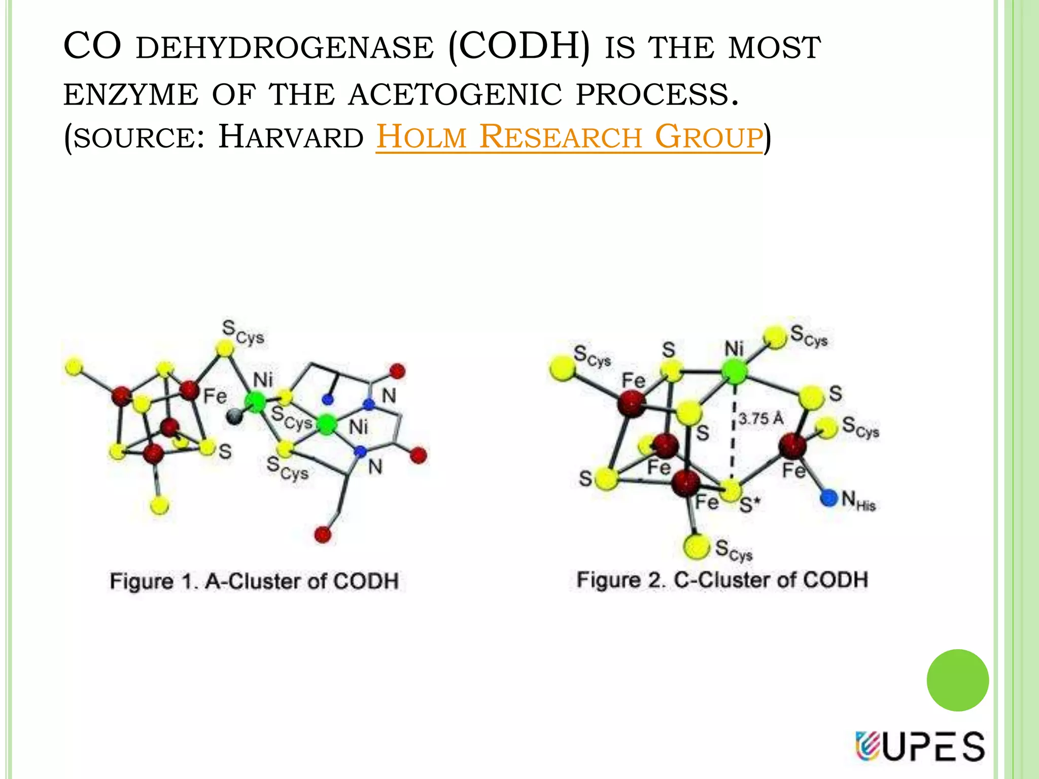 Acetogenic Bacteria.pptx