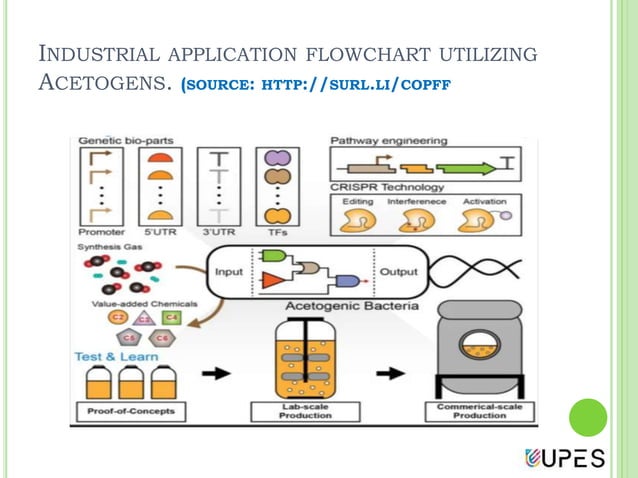 Acetogenic Bacteria.pptx