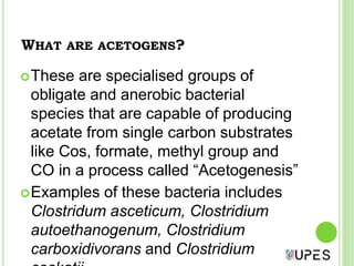 Acetogenic Bacteria.pptx