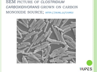 Acetogenic Bacteria.pptx