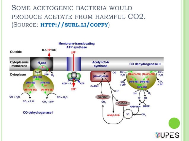 Acetogenic Bacteria.pptx