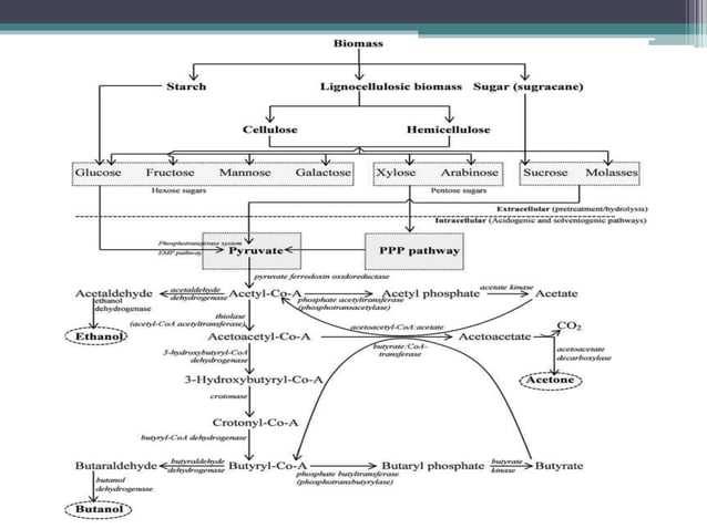 Acetone and butanol fermentation | PPTX | Chemistry | Science