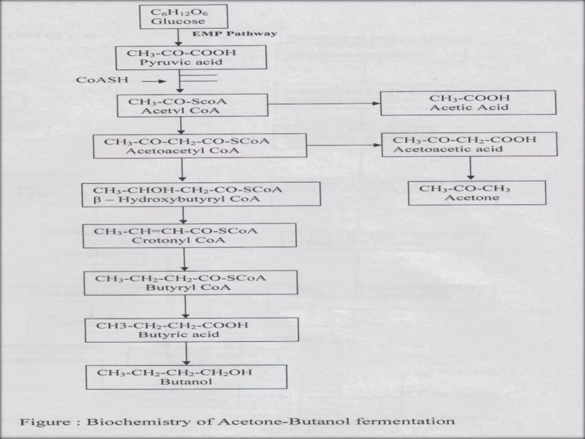 Acetone butanol production ppt | PPTX