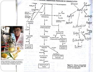 Acetone butanol fermentation | PPTX