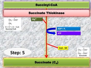 Conversion of Acetyl CoA into Malate (Krebs or citric acid or ...